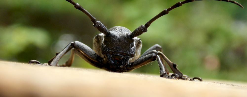 Boktor - Pest Prevent